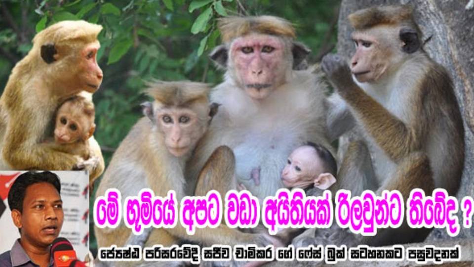 මේ භූමියේ අපට වඩා අයිතියක් රිලවුන්ට තිබේද? ජ්‍යෙෂ්ඨ පරිසරවේදී සජීව චාමිකර තැබූ ෆේස්බුක් සටහනකට ...